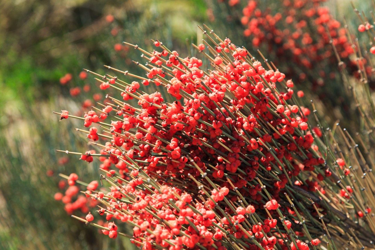 Ephedra Alkaloids | Waters