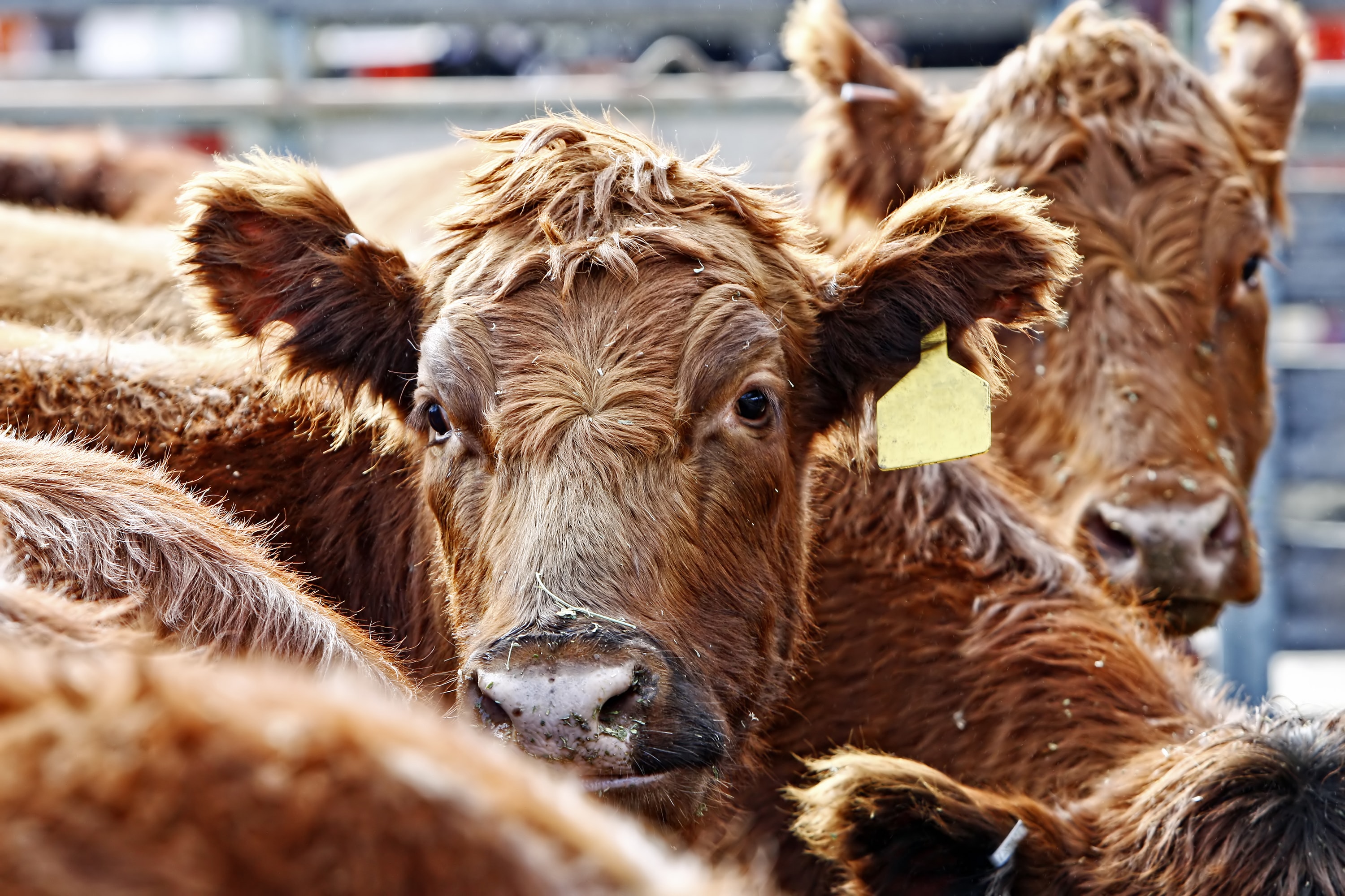 Evidence for the Presence of Isobaric Glycoforms in a Tryptic Digest of ...