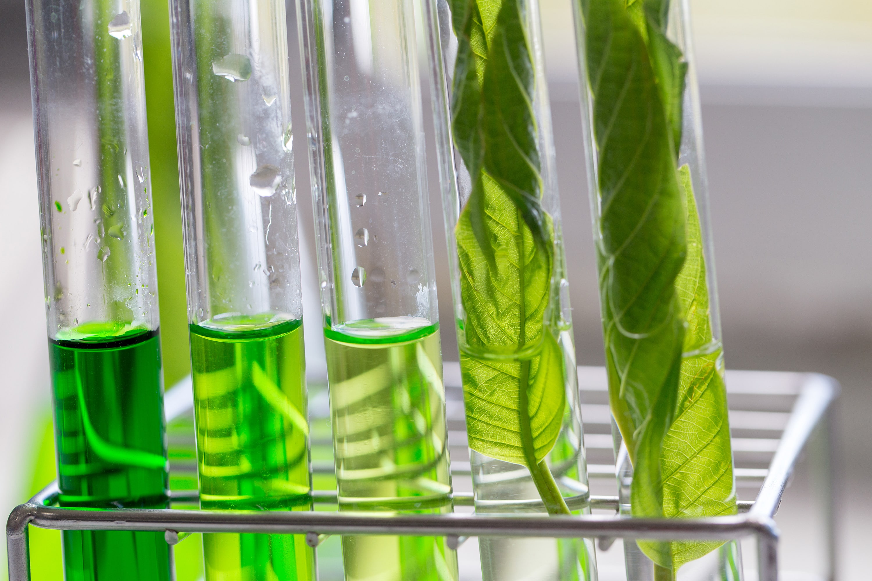 Analysis of Plant Alkaloids Through Accurate Mass Screening and ...