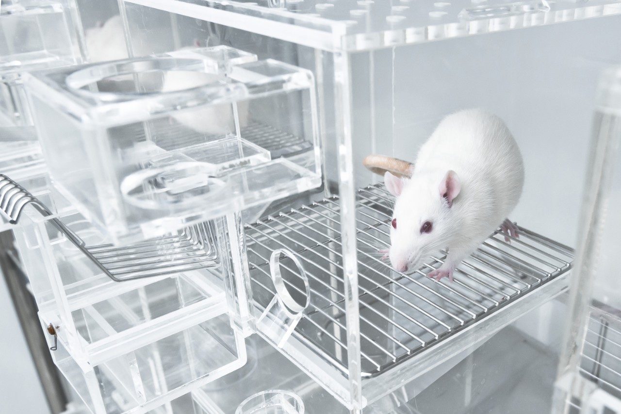 Metabonomics and the Application of LC-MS to the Analysis of Rat Urine ...
