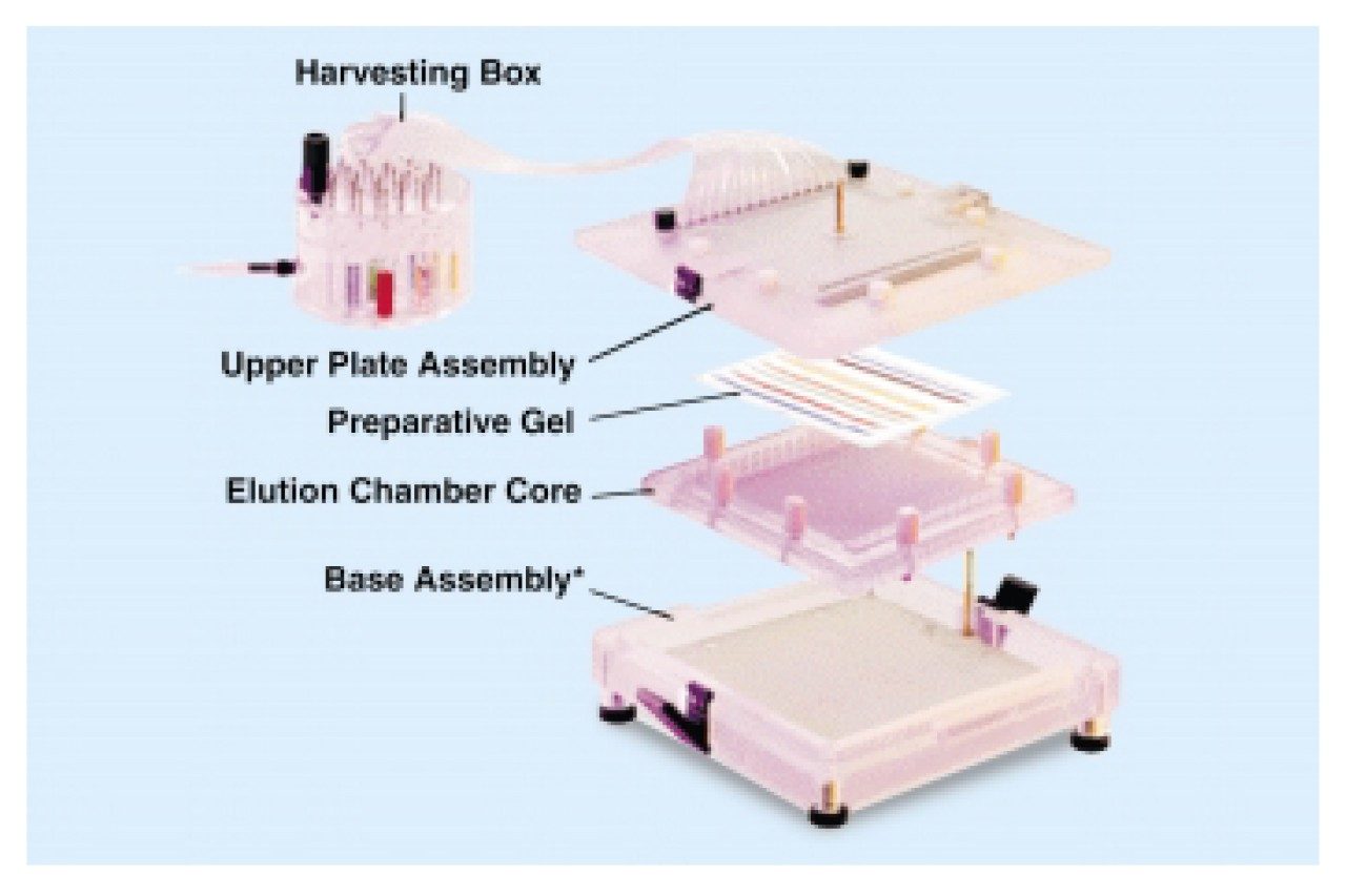 Monitoring Protein Expression in Haemophilus Influenzae using 2D Semi ...