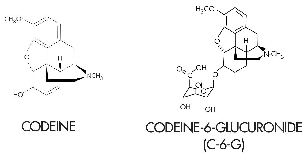 Codeine and its Glucuronide Metabolite in Human Urine by LC/UV | Waters