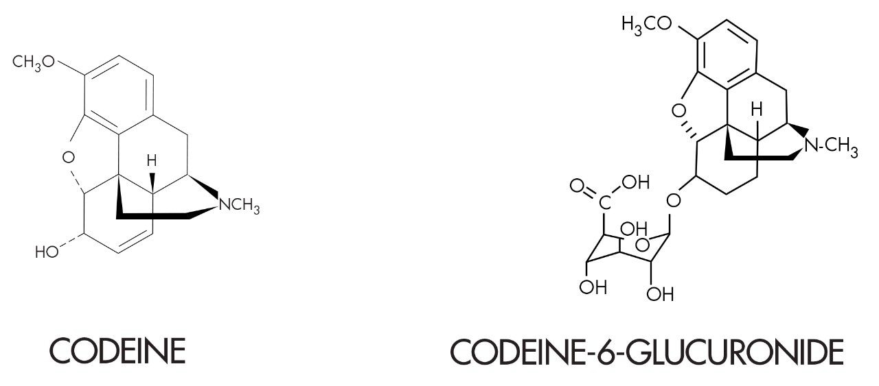 Codeine and its Glucuronide Metabolite in Plasma | Waters
