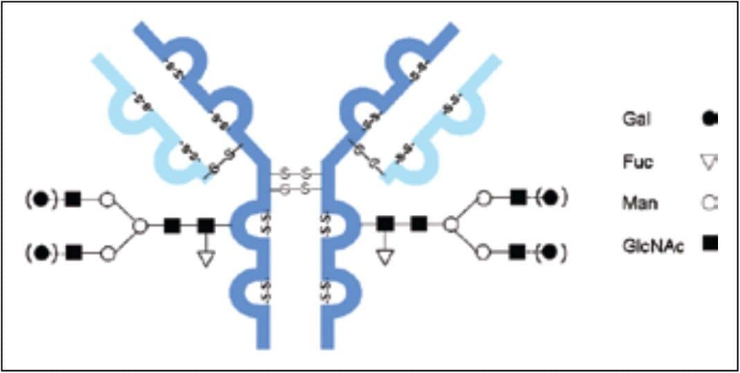 Characterization of an IgG1 Monoclonal Antibody and Related Sub ...