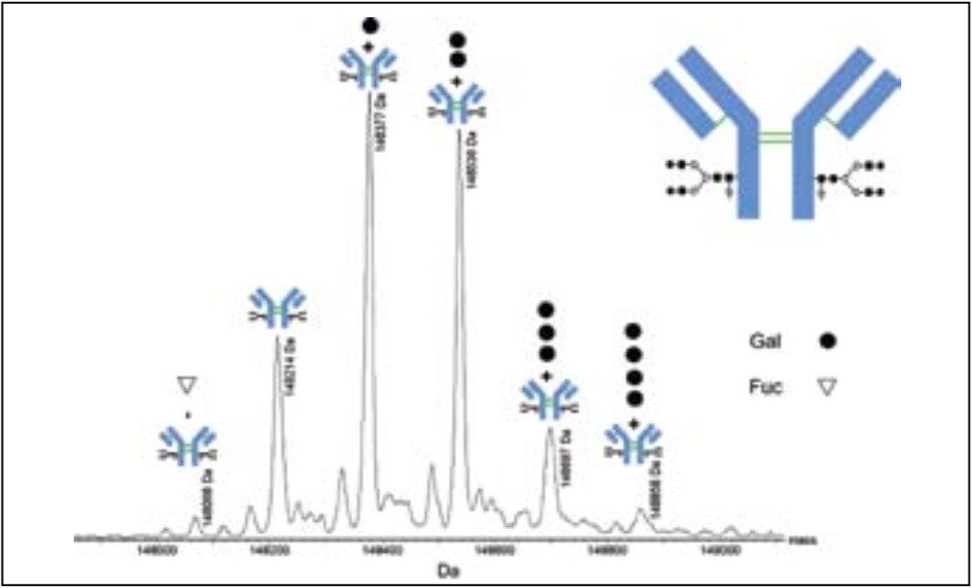 Characterization of an IgG1 Monoclonal Antibody and Related Sub ...