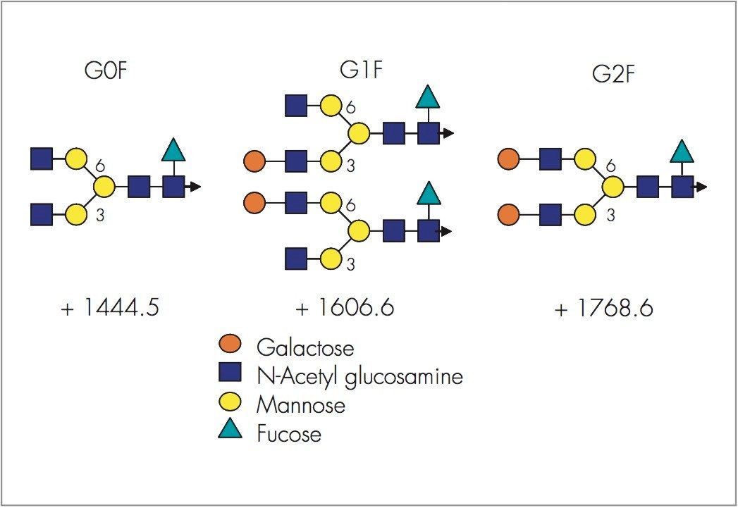 UPLC Technology for the Analysis of Antibody Glycopeptides | Waters