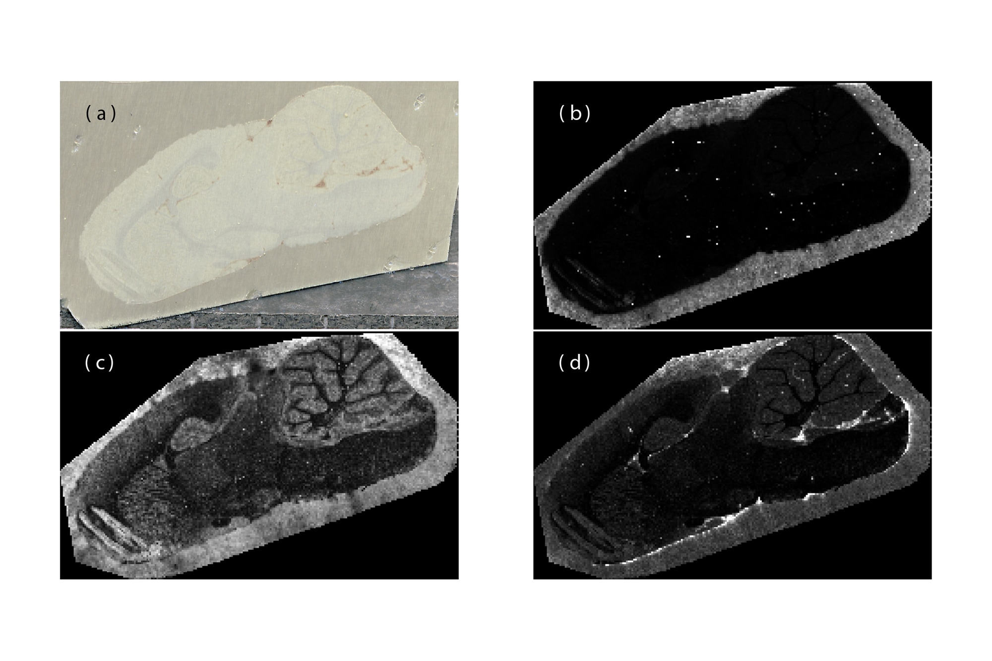 Introduction to MALDI Imaging | Waters
