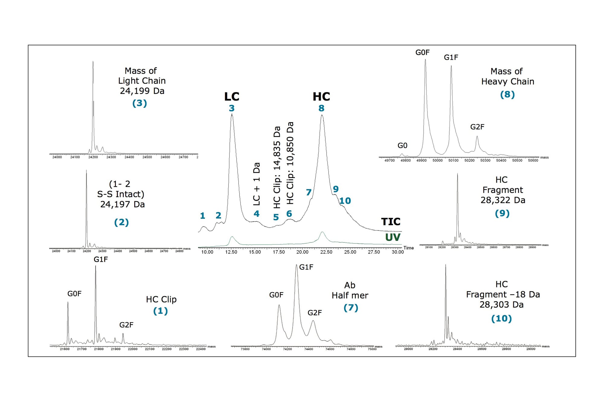 Characterization of Reduced Monoclonal Antibody by On-line UPLC-UV/ESI ...