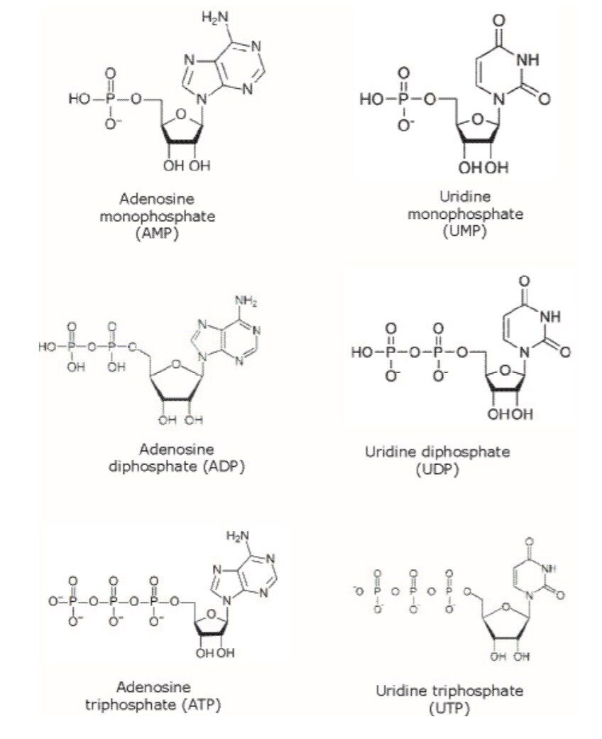 Separation of Nucleotide Phosphates on ACQUITY UPLC BEH Amide | Waters
