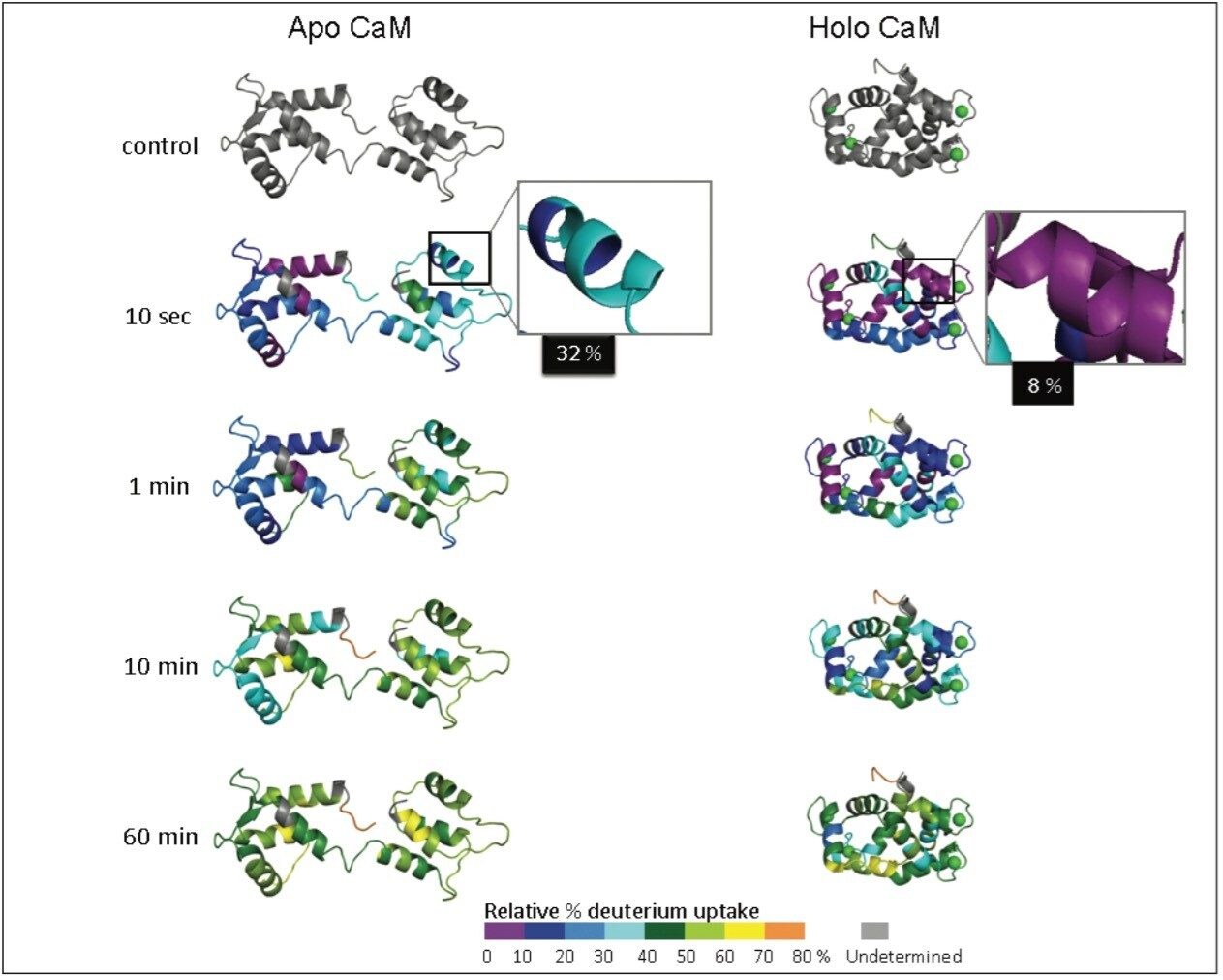 Conformational Characterization of Calmodulin by Hydrogen Deuterium ...