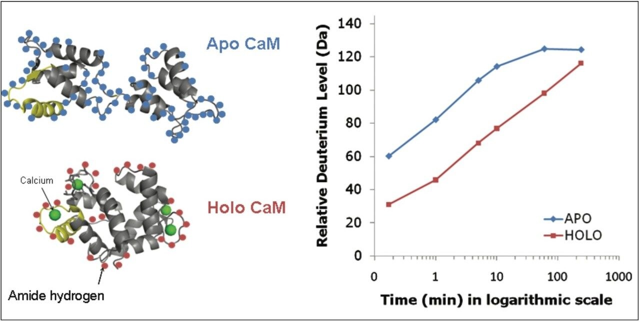 Conformational Characterization of Calmodulin by Hydrogen Deuterium ...