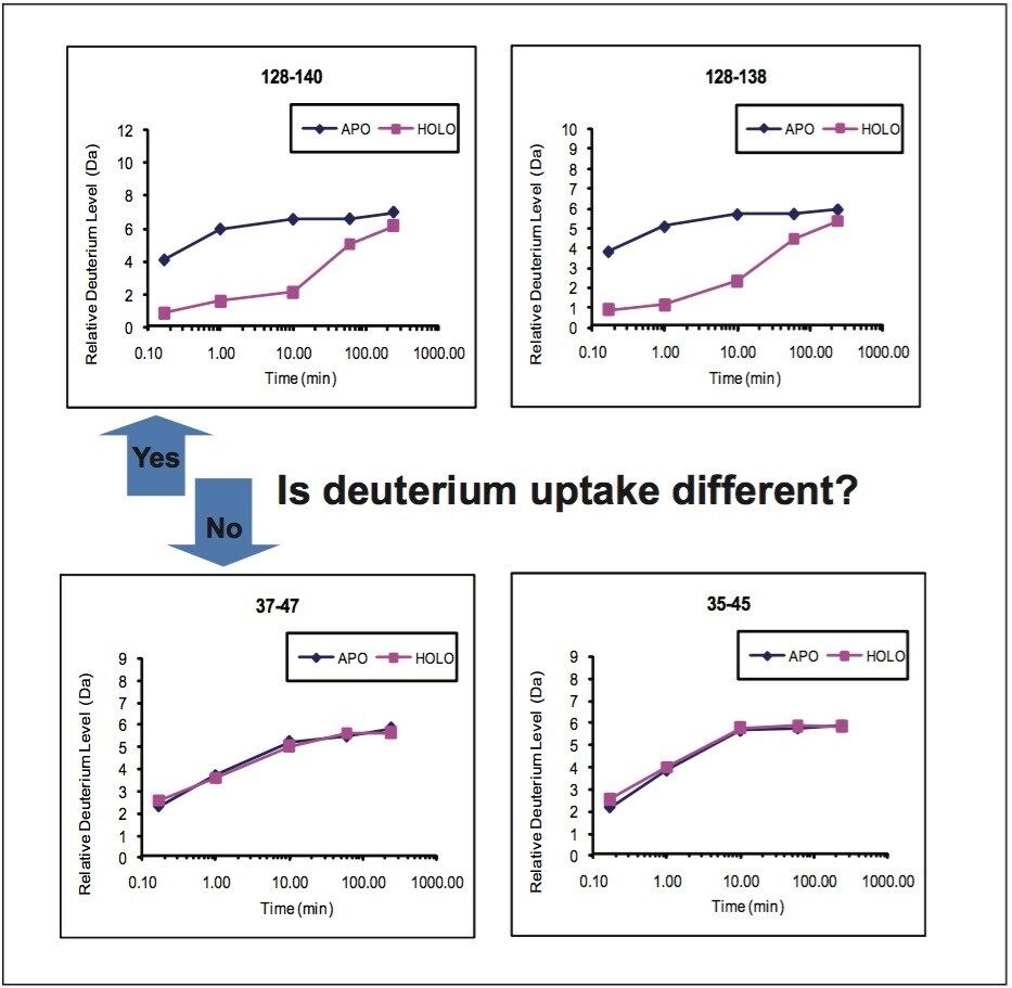 Conformational Characterization of Calmodulin by Hydrogen Deuterium ...
