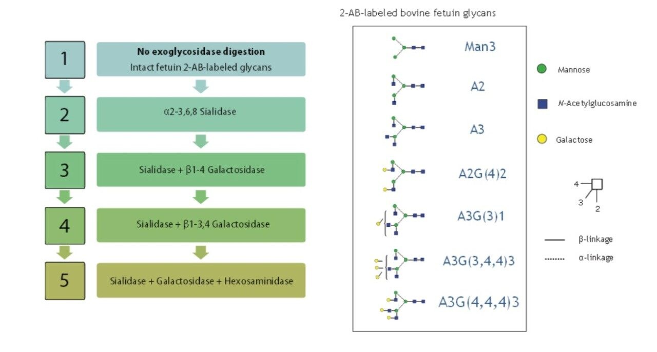 UPLC Separation of 2-AB Labeled Fetuin Glycans Removed by ...