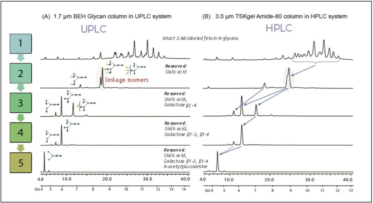 UPLC Separation of 2-AB Labeled Fetuin Glycans Removed by ...