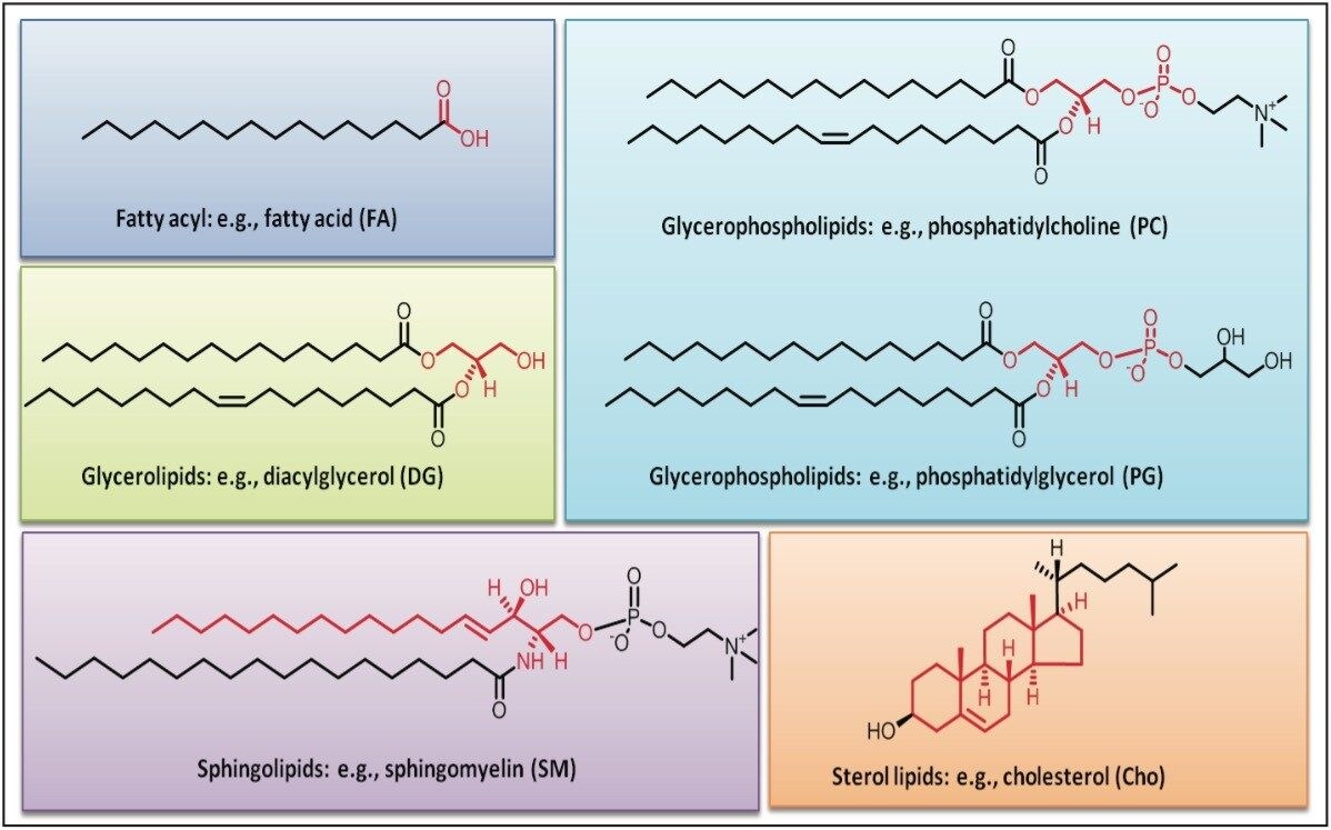 A Multidimensional Lipidomics Method: HILIC Coupled with Ion Mobility ...