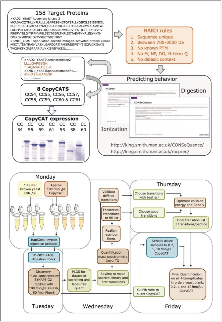 Absolute Quantification of Yeast Kinases by LC/MS/MS using QconCAT and ...