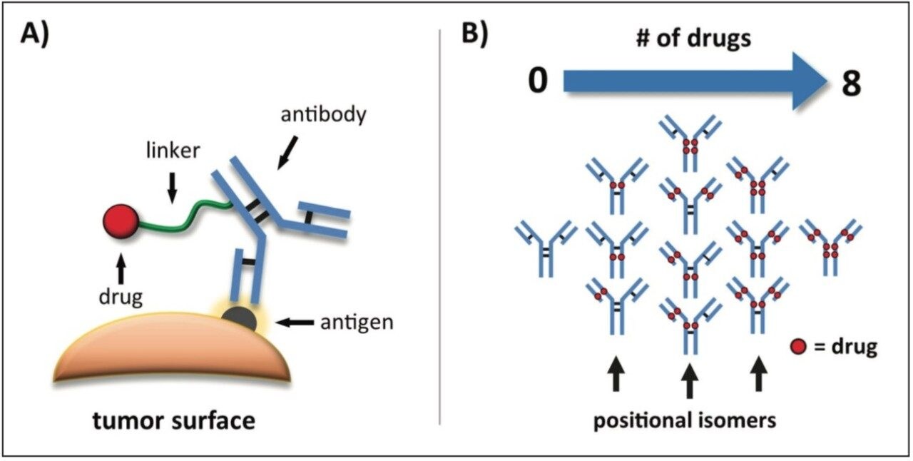 Automating the Determination of Drug-to-Antibody Ratio (DAR) of ...