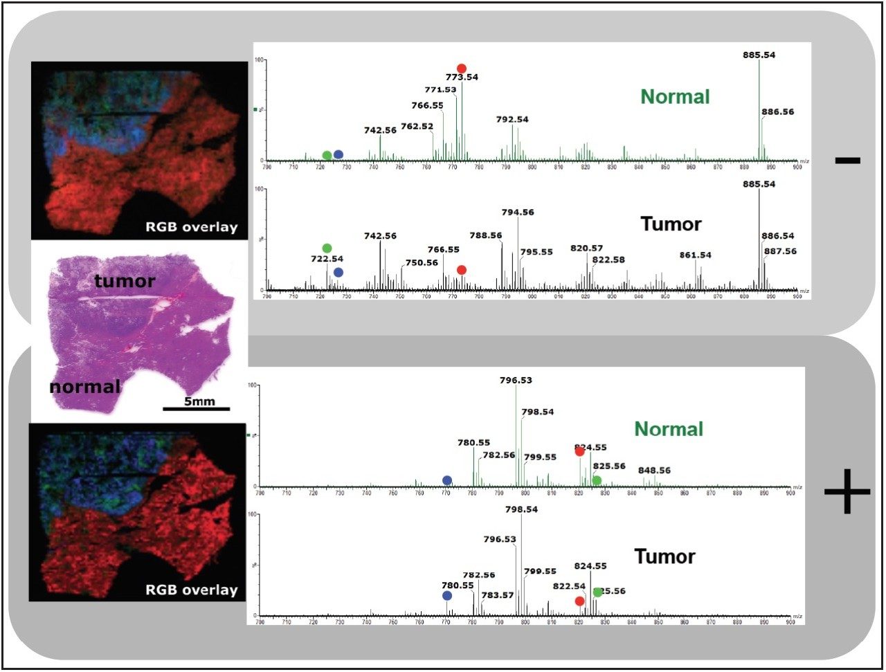Generation of Multiple Images from a Single Tissue Section with Dual ...