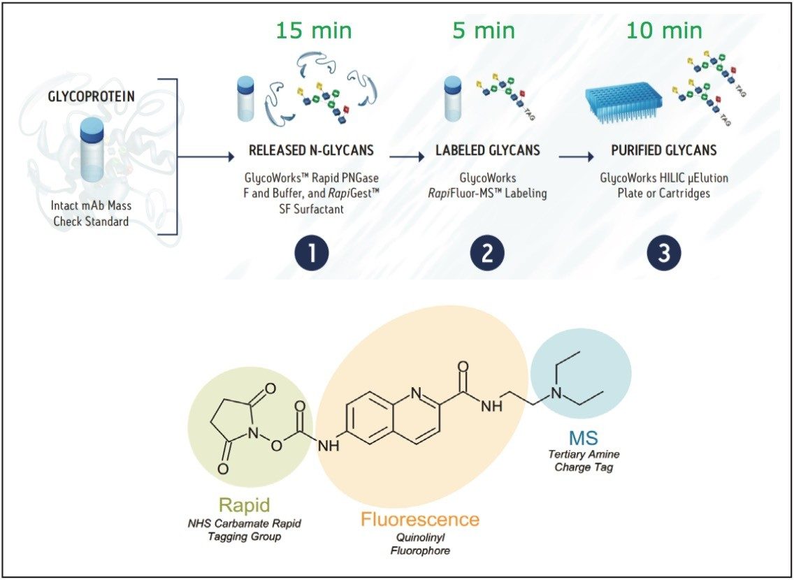 Robustness of RapiFluor-MS N-Glycan Sample Preparations and Glycan BEH ... Robustness of RapiFluor-MS N-Glycan Sample Preparations and Glycan BEH ...
