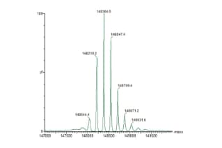Routine LC-MS Analysis of Intact Antibodies | Waters