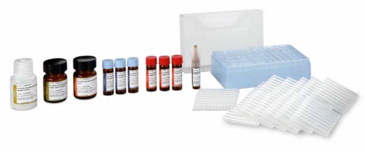 Antibody Quantification Using ProteinWorks eXpress Digest Kits and ...