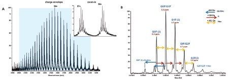 Automated Protein Modification Characterization of the Intact and ...
