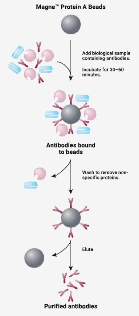 Automating Sample Preparation Workflows for Hybrid LC-MS/MS Bioanalysis ... Automating Sample Preparation Workflows for Hybrid LC-MS/MS Bioanalysis ...