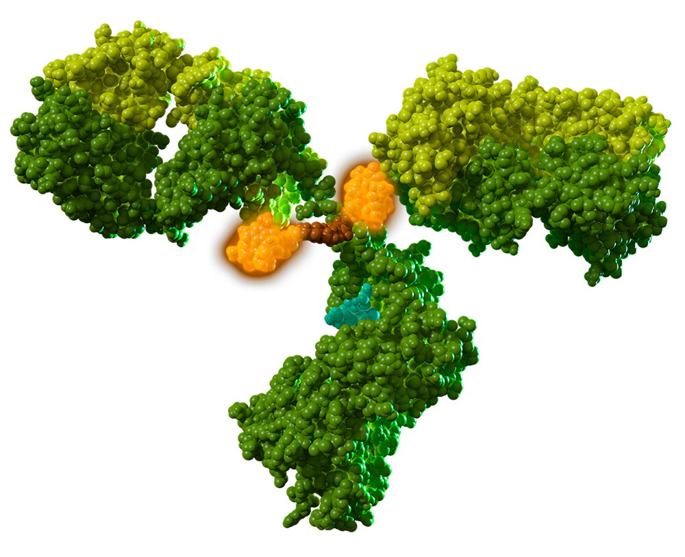 Analysis of Antibody Drug Conjugates (ADCs) by Native Mass Spectrometry ...
