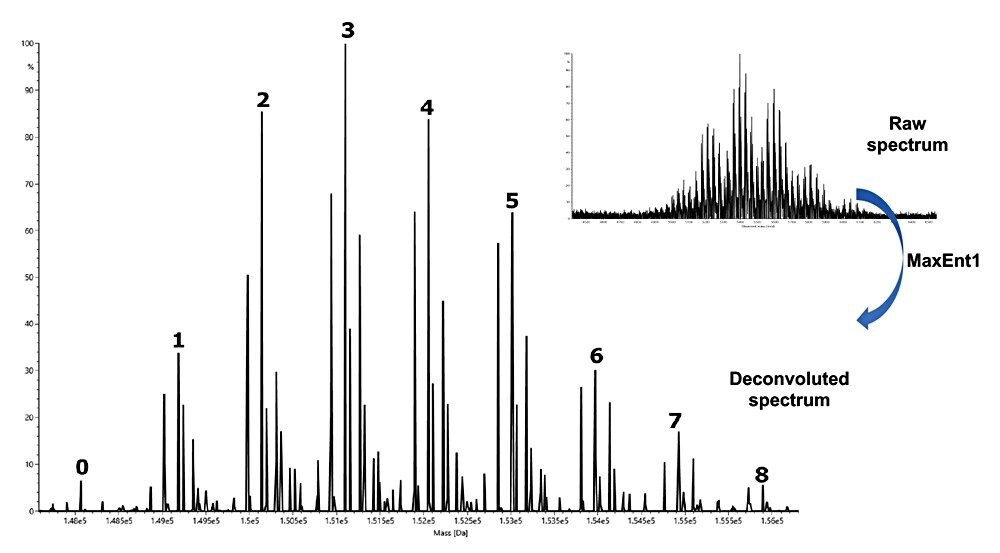 Analysis of Antibody Drug Conjugates (ADCs) by Native Mass Spectrometry ...