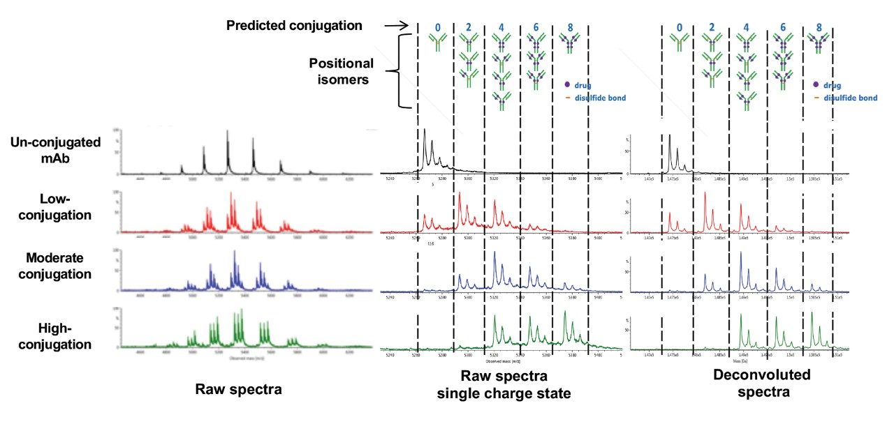 Antibody Drug Conjugate (ADC) Load Characterization and Analysis Using ...