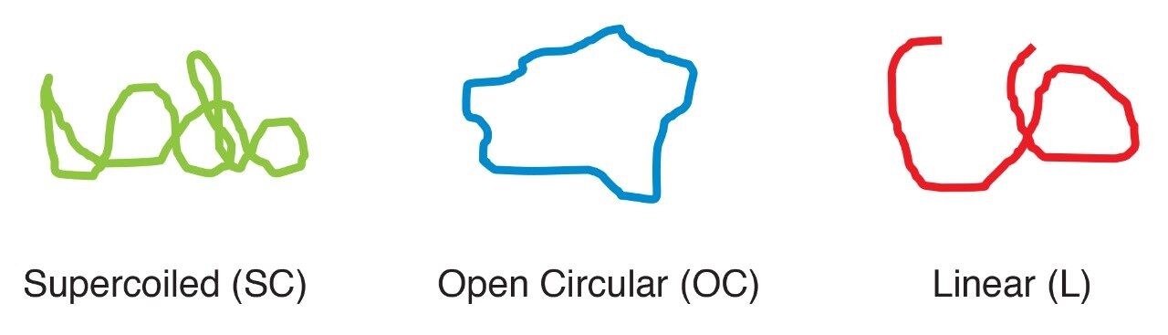 Plasmid Isoform Separation and Quantification by Anion-Exchange ...