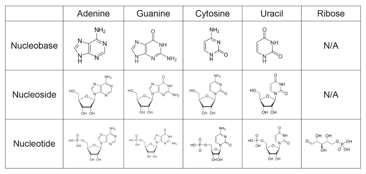 Improved Separation of RNA Nucleotides, Nucleosides, and Nucleobases on ...