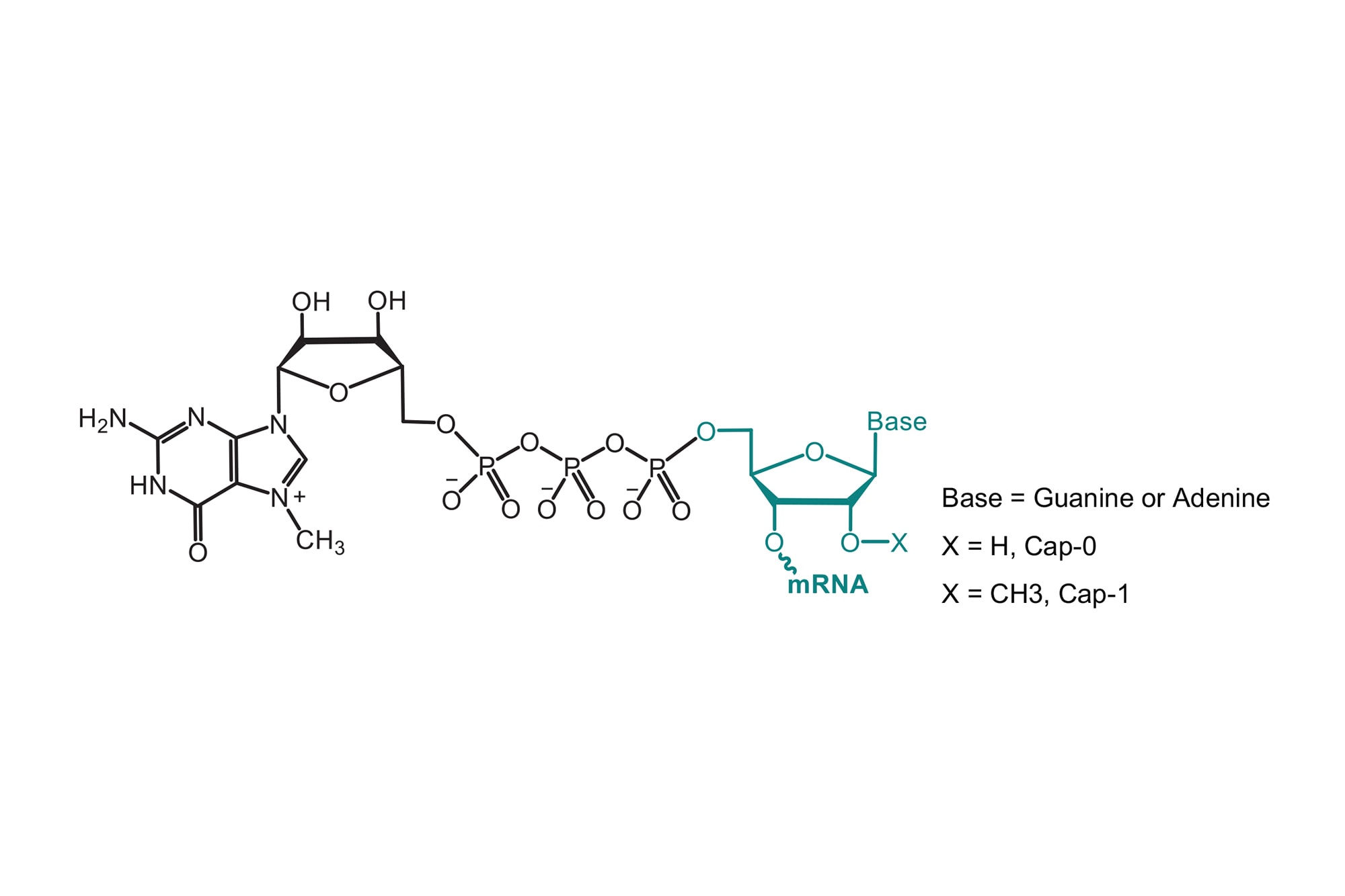 Mrna Structure