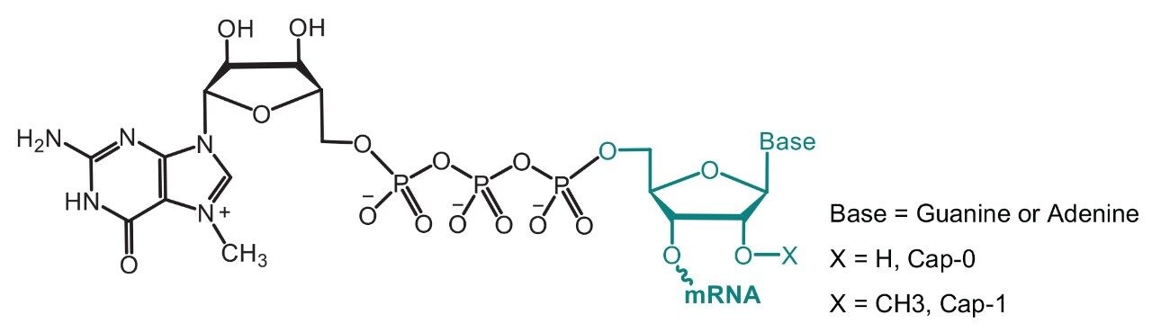 Rapid Analysis of Synthetic mRNA Cap Structure Using Ion-Pairing RPLC ...