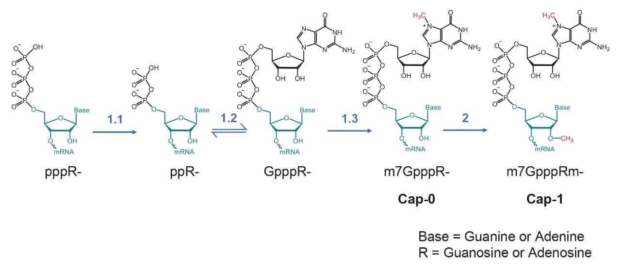 Rapid Analysis of Synthetic mRNA Cap Structure Using Ion-Pairing RPLC ...