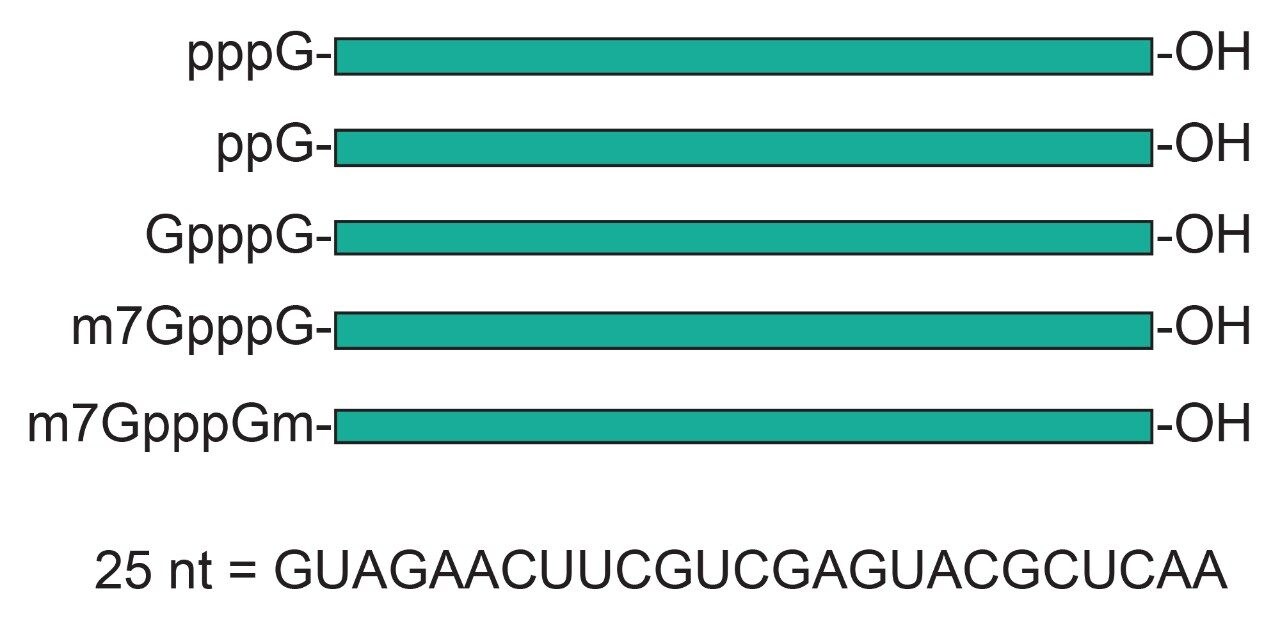 Rapid Analysis of Synthetic mRNA Cap Structure Using Ion-Pairing RPLC ... Rapid Analysis of Synthetic mRNA Cap Structure Using Ion-Pairing RPLC ...