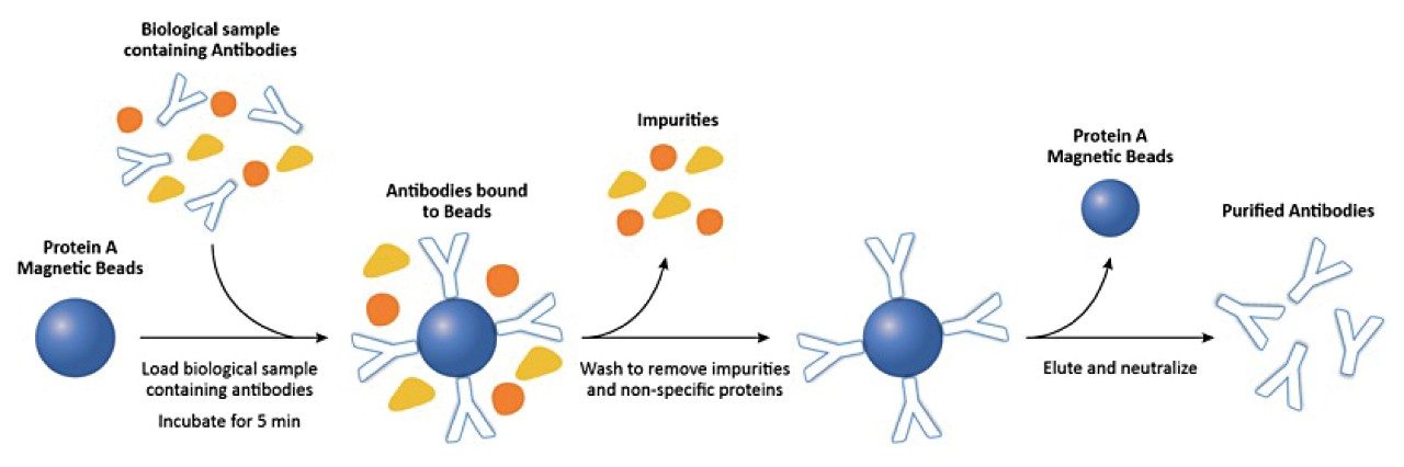 Rapid Automated Antibody Purification Using Protein A-Coupled Magnetic ...