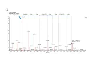 使用ACQUITY Premier BEH C18 AX糖基分析专用柱和装配ACQUITY Premier产品的BioAccord系统对促红 ...