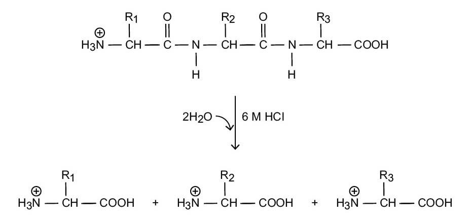 Protein Hydrolysis Reaction