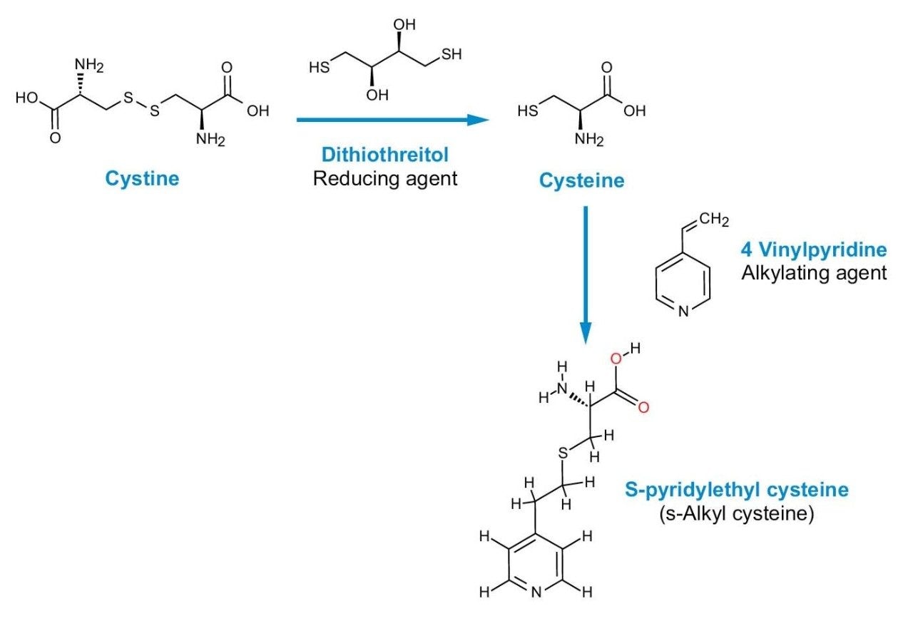 Hydrolysis of Purified Proteins and Peptides | Waters