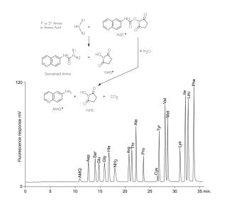 AccQ•Tag and Pico•Tag Amino Acid Analysis Columns | Waters