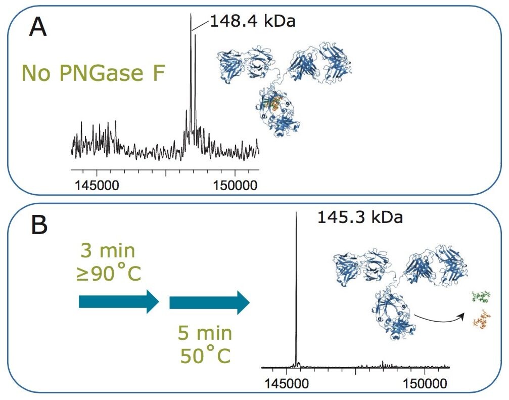 Robustness of RapiFluor-MS N-Glycan Sample Preparations and Glycan BEH ...