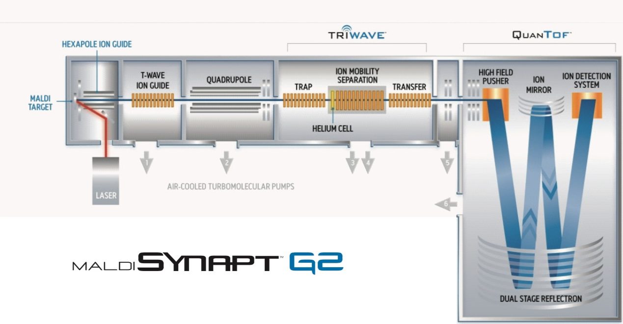 Collision Cross-Section Determination of Lipids on the MALDI SYNAPT G2 ...