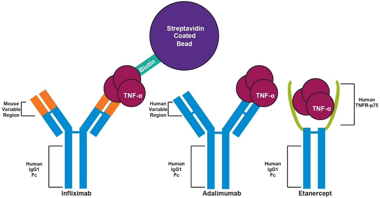 Development of a Hybrid Immunoaffinity-LC-MS/MS Method for the ...