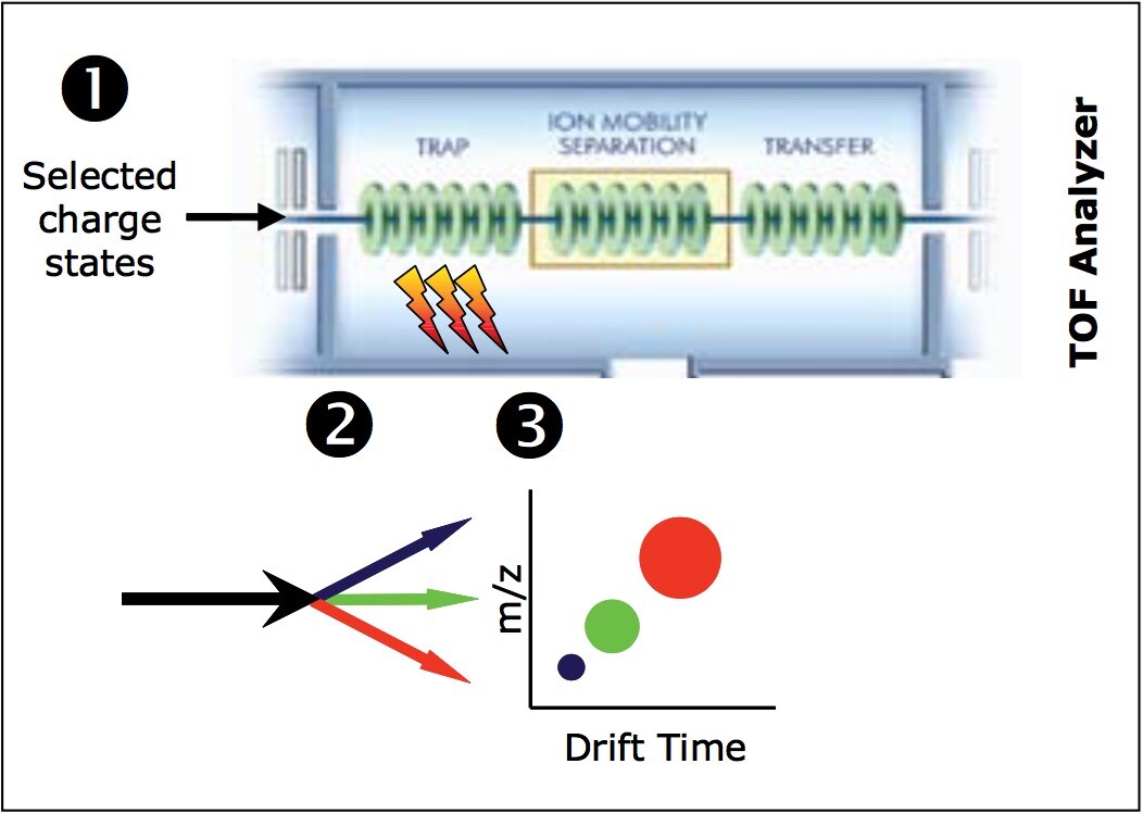 Rapid Characterization of Variable Regions of Monoclonal Antibodies by ...