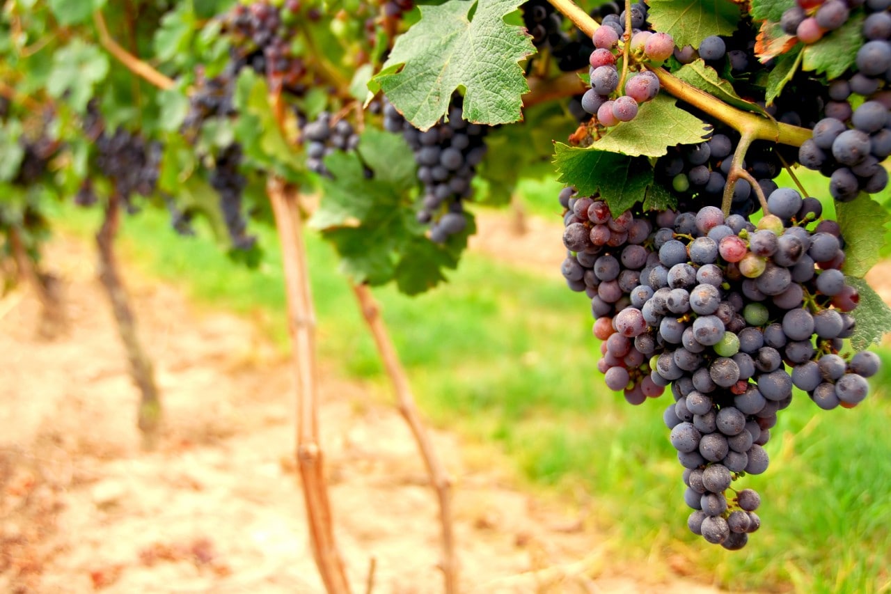 Multi-Residue Analysis of Pesticides in Grapes Using AOAC QuEChERS Method by UPLC-MS/MS : Waters