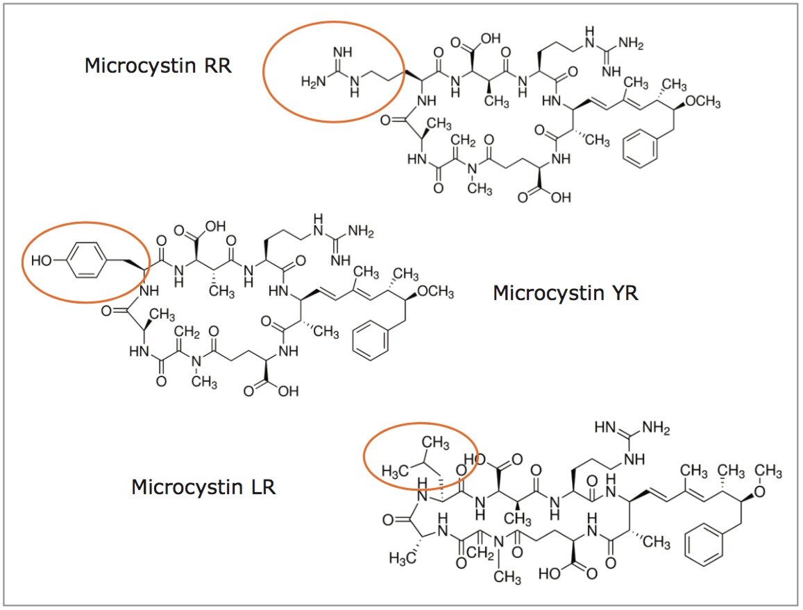 Analysis of Microcystins RR, LY, and YR in Bottled, Tap, and Surface ...