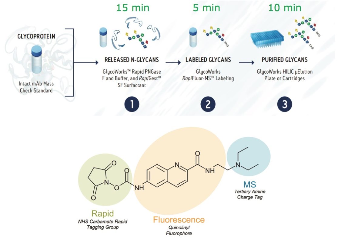 Robustness of RapiFluor-MS N-Glycan Sample Preparations and Glycan BEH ...