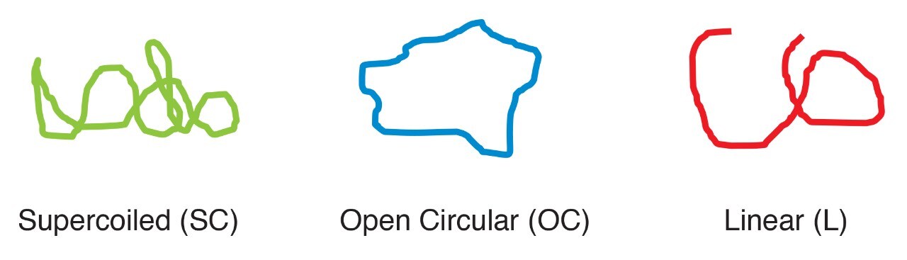 Plasmid Isoform Separation and Quantification by Anion-Exchange ...