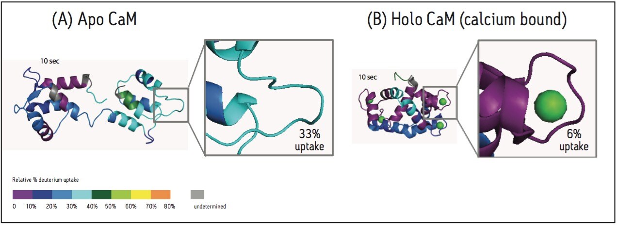 Hydrogen Deuterium Exchange MS Analysis for Calmodulin Protein ...